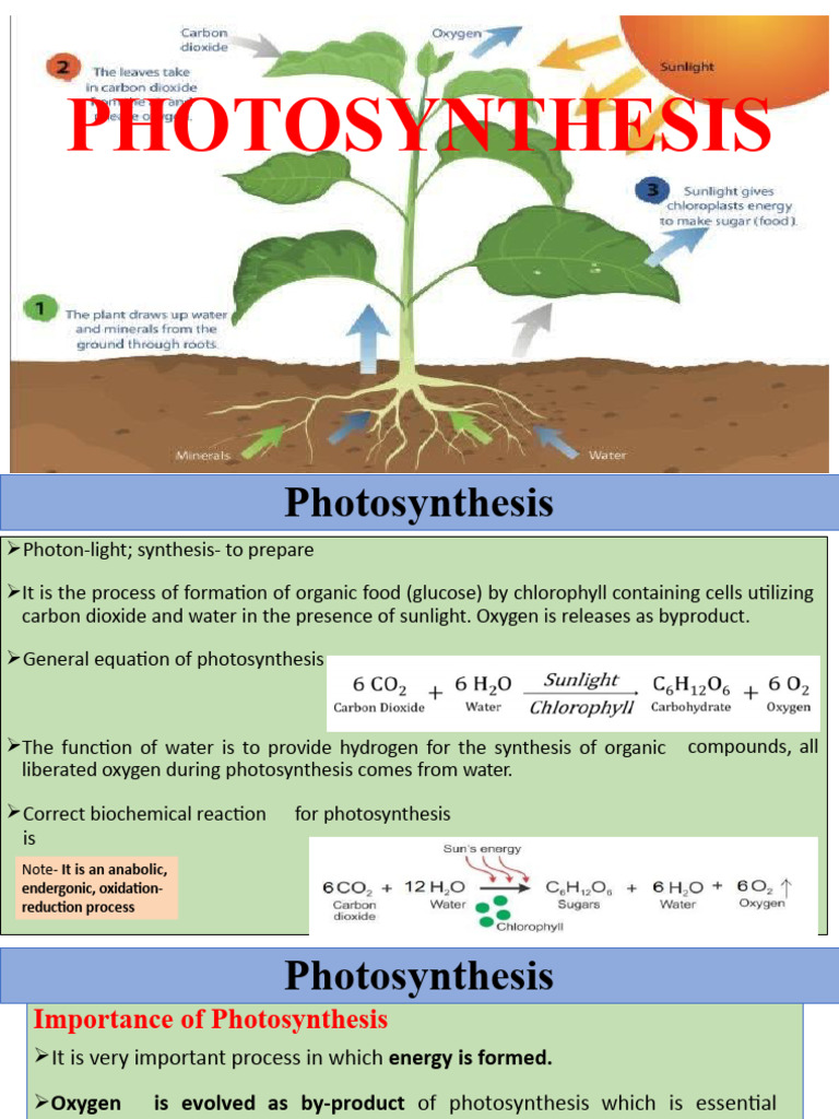 Photosynthesis | PDF | Photosynthesis | Chlorophyll