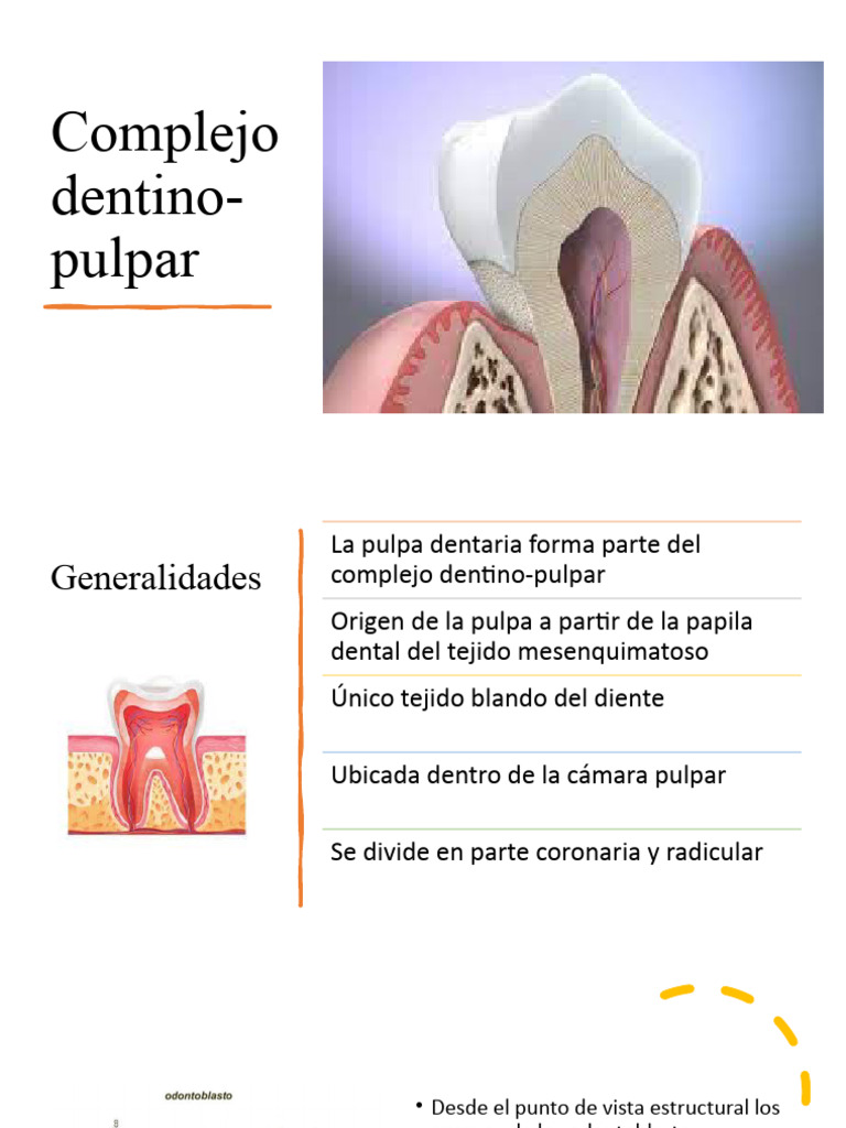 Complejo Dentinopulpar: Estructura y Función | PDF | Anatomía ...