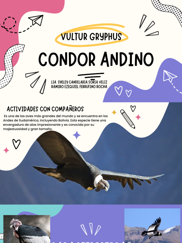 Condor Andino - DIAPOSITIVAS | PDF | Entorno natural