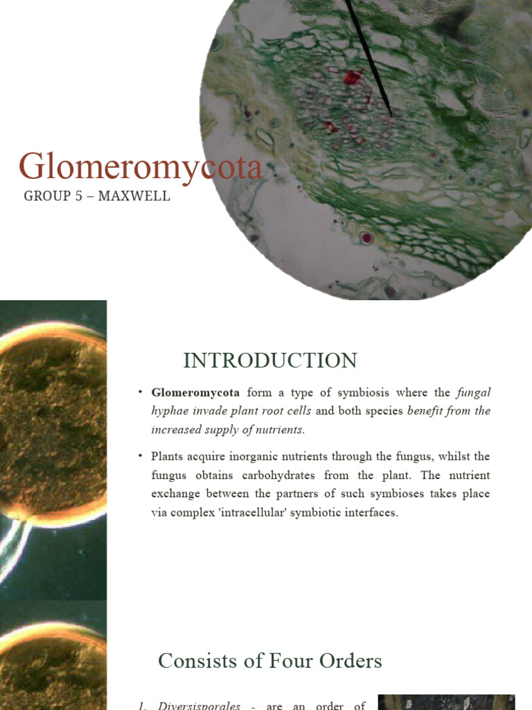 GLOMEROMYCOTA | PDF | Fungus | Biology