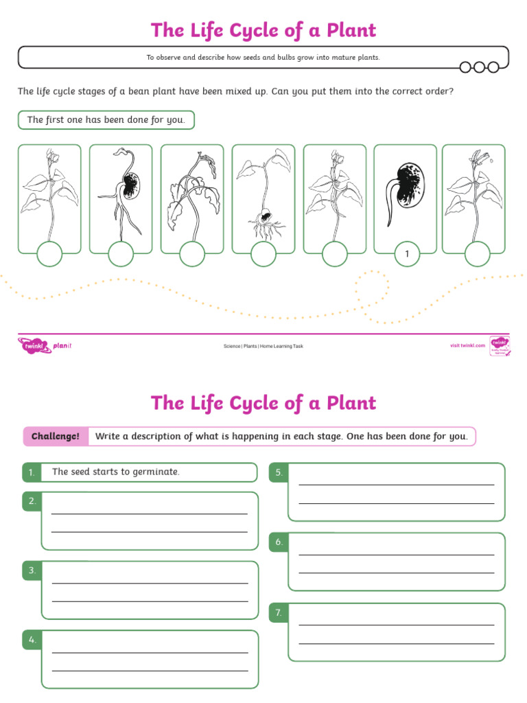 The Life Cycle of A Plant | PDF | Seed | Plants