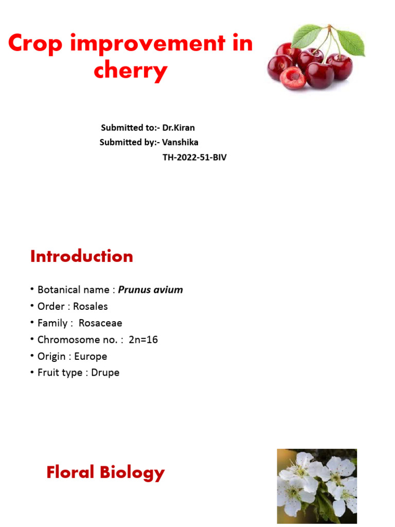 Crop Improvement in Cherry | PDF | Cherry | Plant Breeding