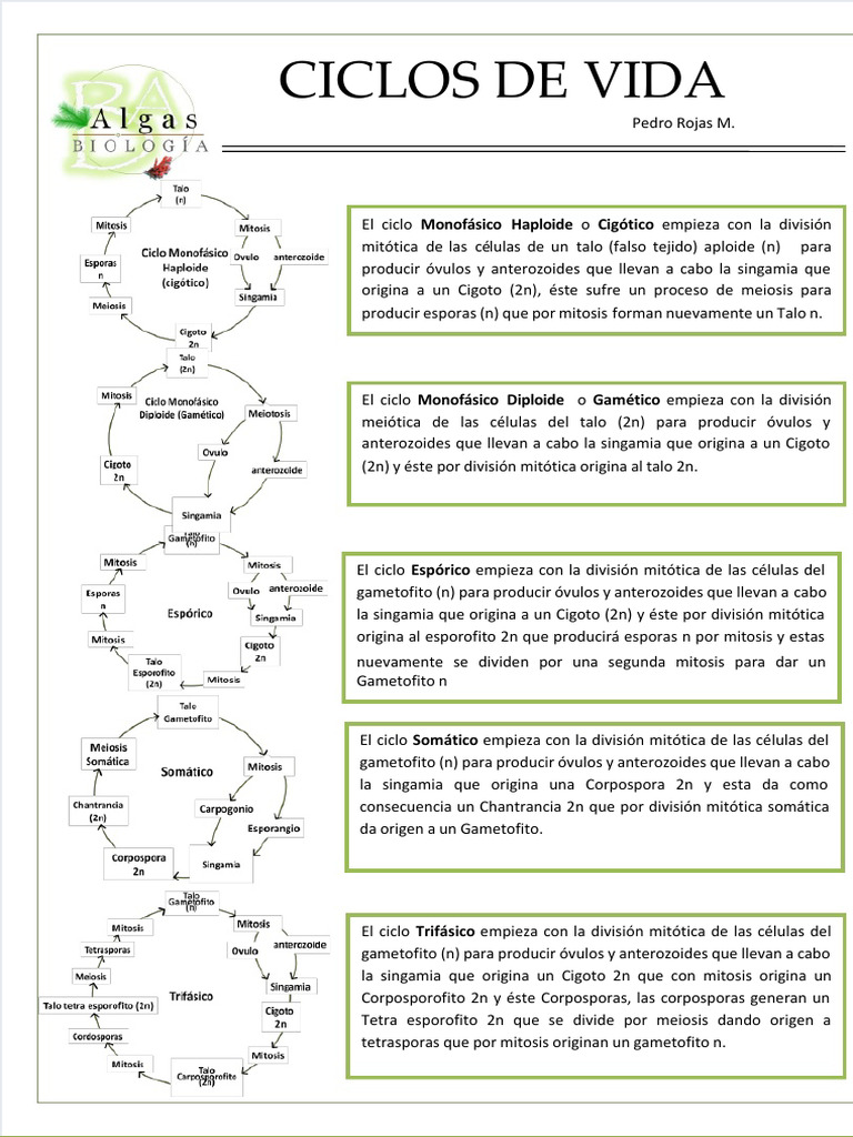 Ciclos de Vida Reproductiva | PDF | Mitosis | Plantas