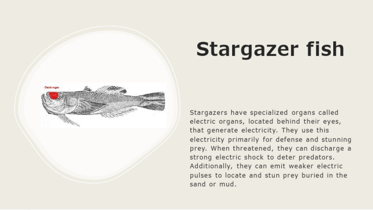 Stargazer Fish | PDF