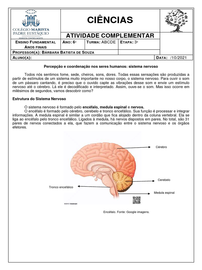A Coordenação Do Corpo Humano Pdf Neurônio Sistema Nervoso