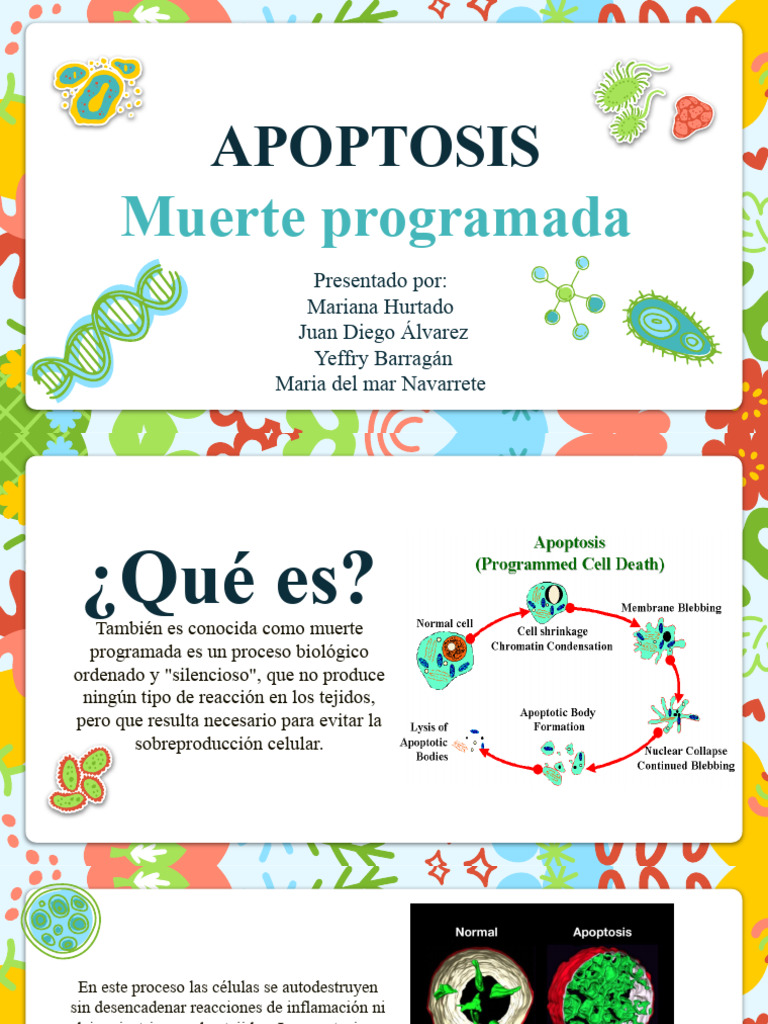 Apoptosis: Muerte Celular Programada | PDF | Apoptosis | Biología Celular)