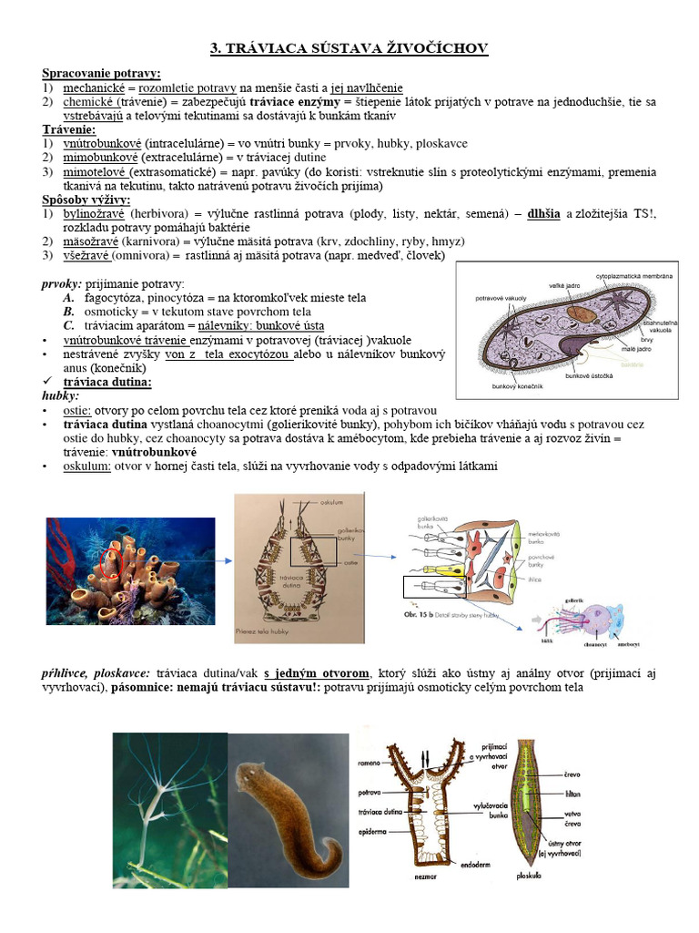 Tráviaca Sústava Živočíchov - Nové | PDF