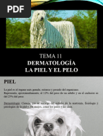 Estructura y función del sistema tegumentario del gato | PDF | Piel | Gatos