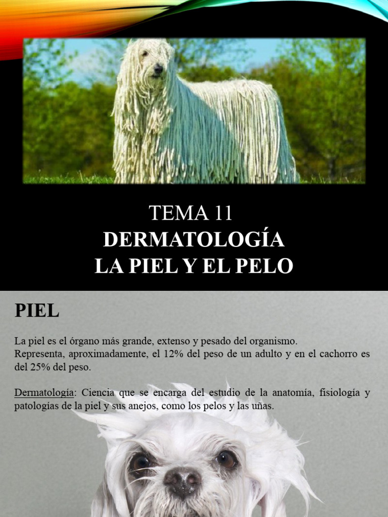 Tema 11. Dermatología. La piel y el pelo | PDF | Epidermis | Piel