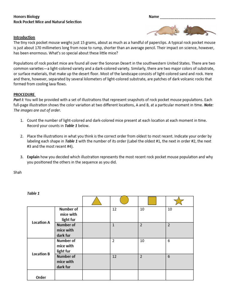 4 Rock Pocket Mouse - Student Handout | PDF | Mutation | Gene