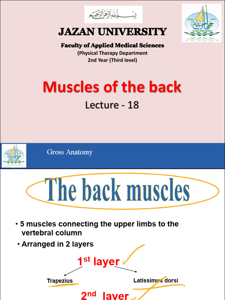 18 - Muscles of The Back | PDF | Limbs (Anatomy) | Anatomy