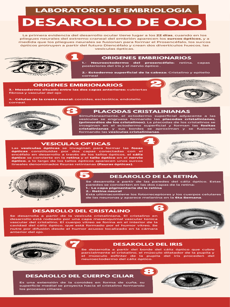 Desarrollo Embrionario del Ojo | PDF | Ojo humano | Retina