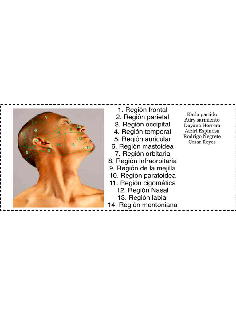 Regiones faciales | PDF