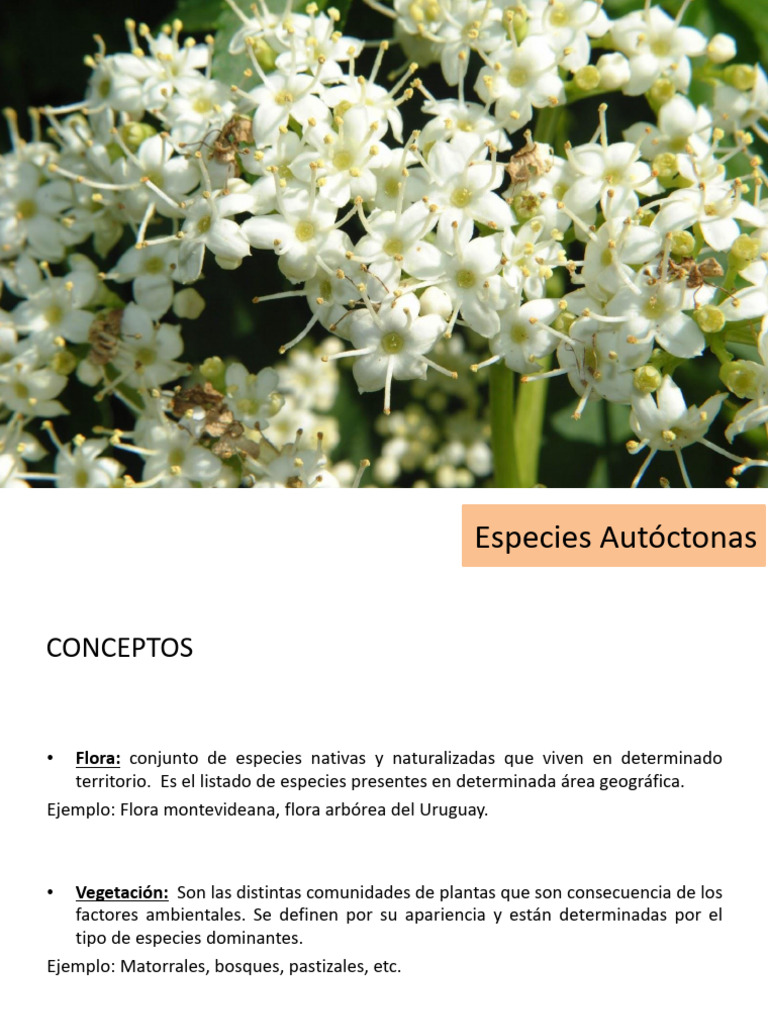 Especies Autoctonas | Descargar gratis PDF | Plantas | Arboles