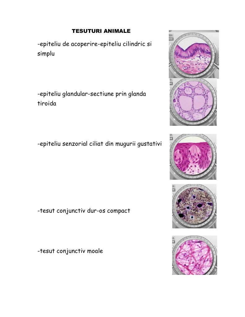 Tesuturi Animale | PDF