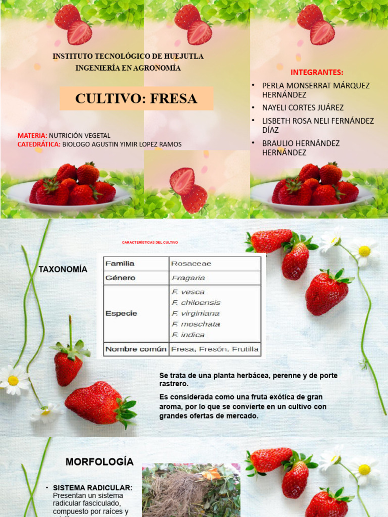 Expo Fresas | PDF | fresa | Tallo de la planta