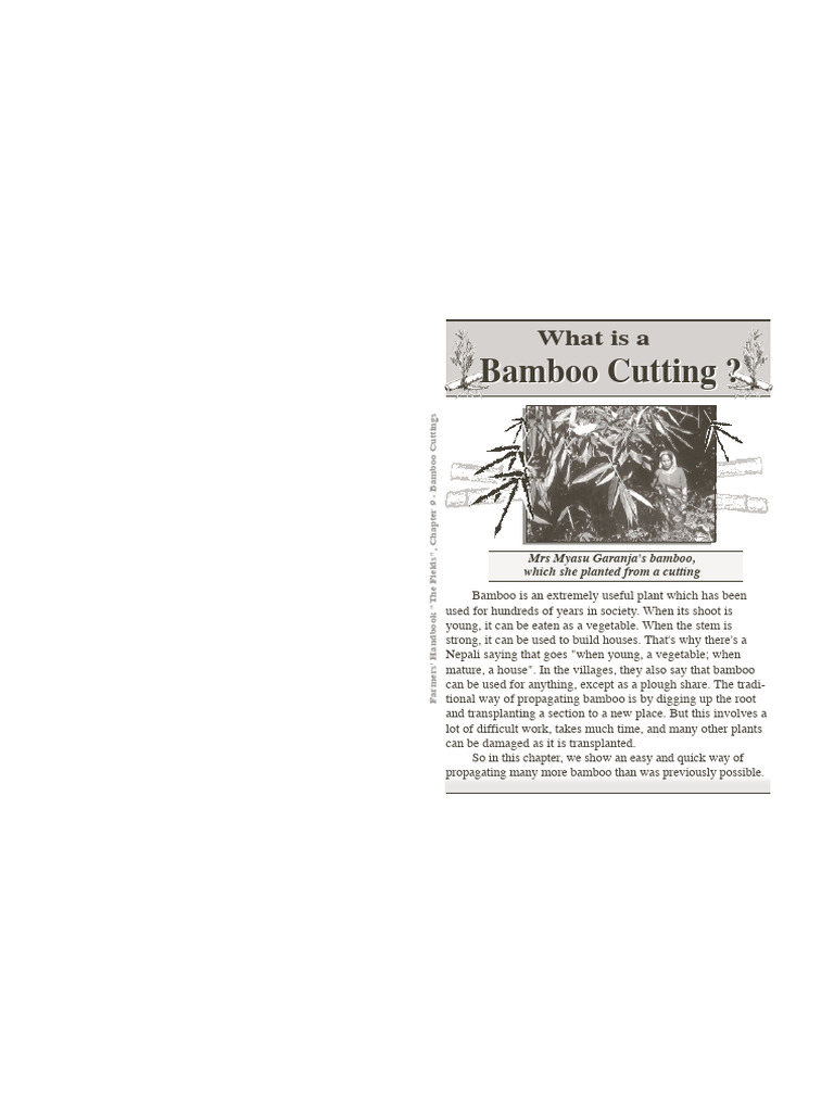 Cultivar bamboo | PDF | Bamboo | Mulch