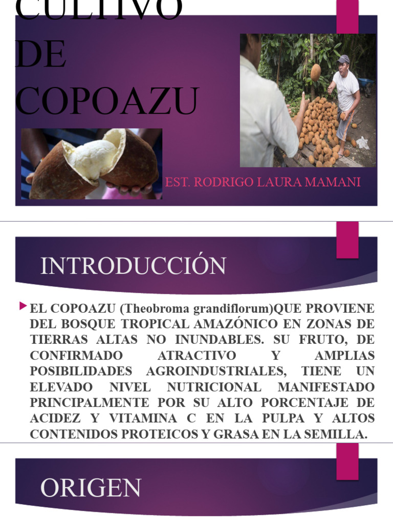 CULTIVO DE COPOAZU y Sus Caracteristicas Agronomicas y Demas | PDF ...