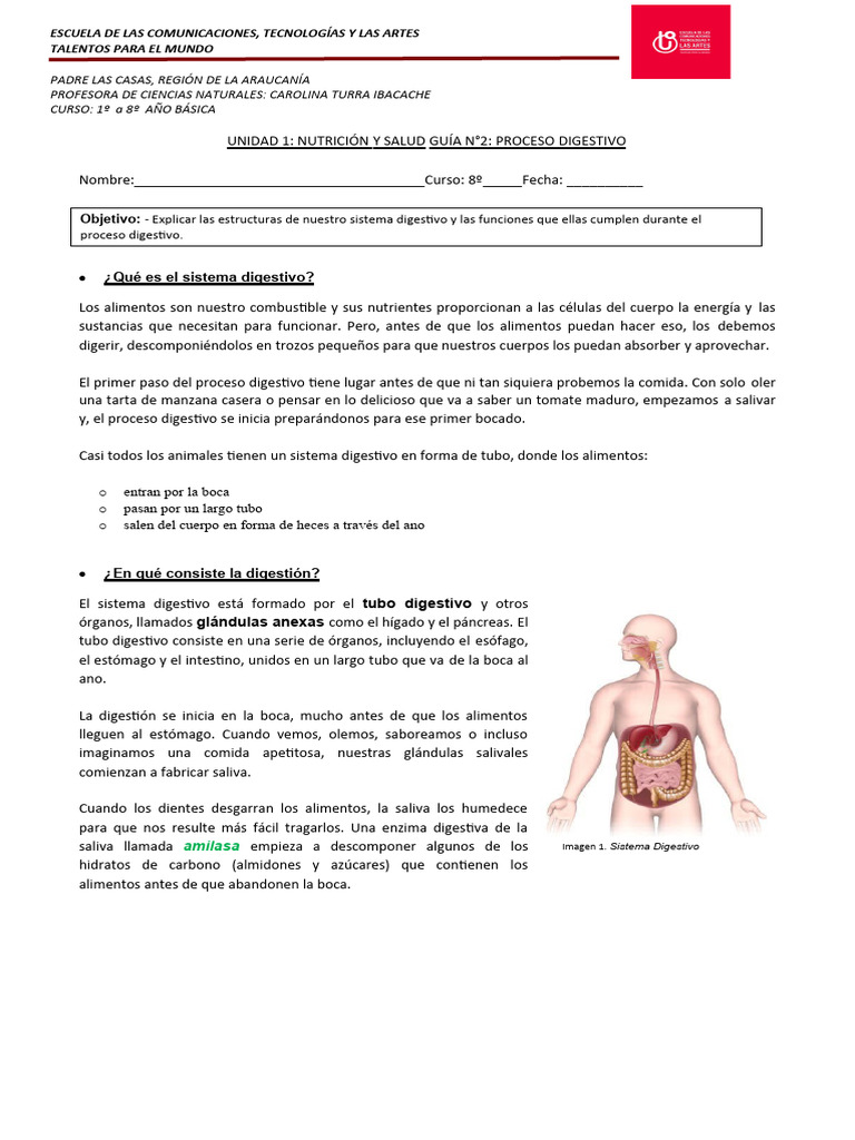 Ciencias Nat Sitema Digestivo Circulatorio8º | PDF | Digestión ...