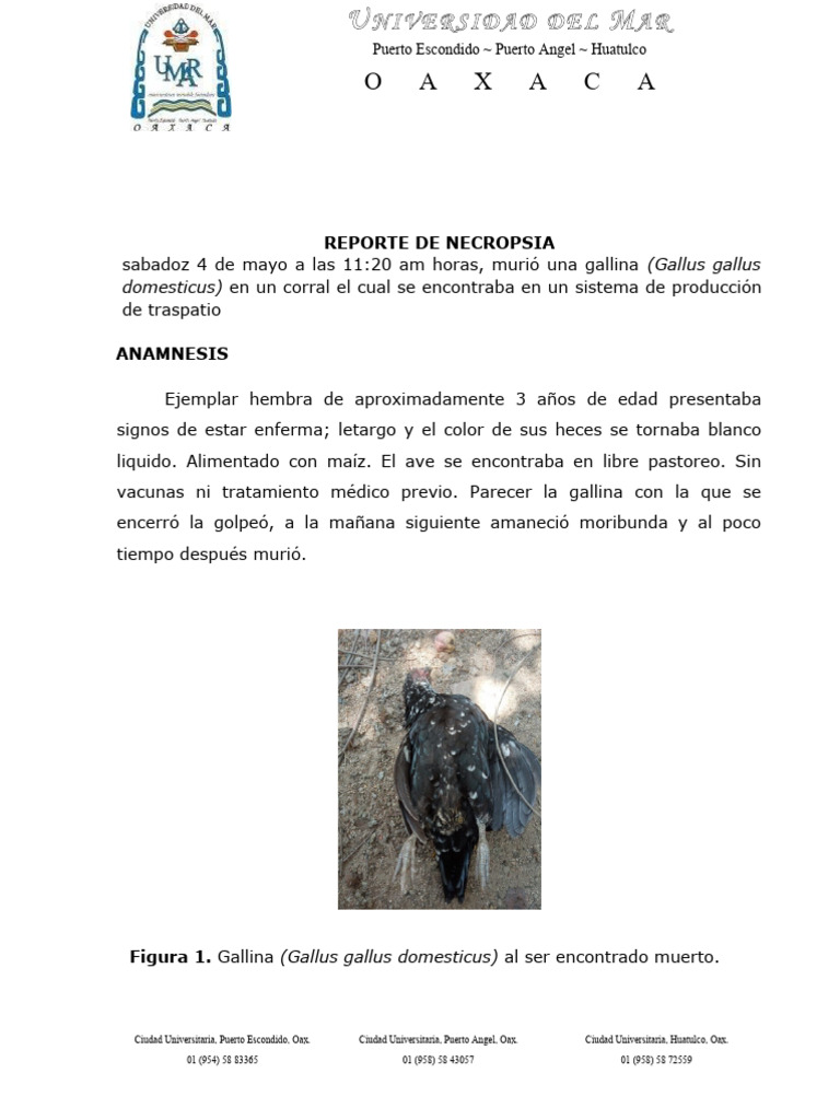 Necropsia de gallina: enfermedad de Newcastle | PDF | Pollo | Infarto ...