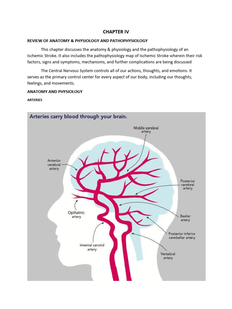 Pathophysiology of Ischemic Stroke | PDF | Cerebellum | Lateralization ...