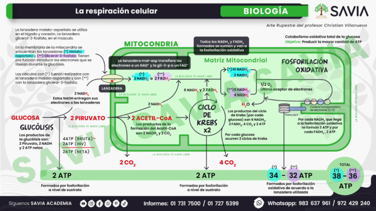 La Respiración Celular - BIOLOGÍA | Descargar gratis PDF | Trifosfato de adenosina | Respiración ...