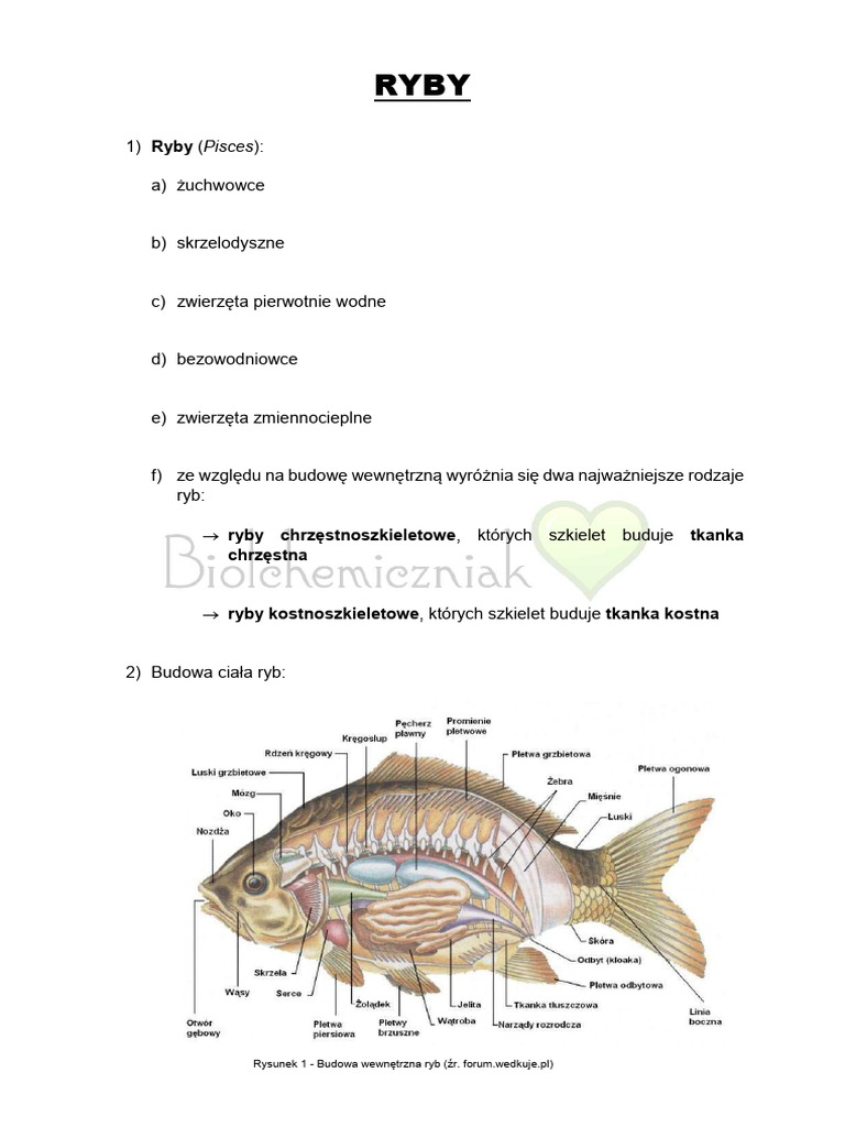Ryby | PDF