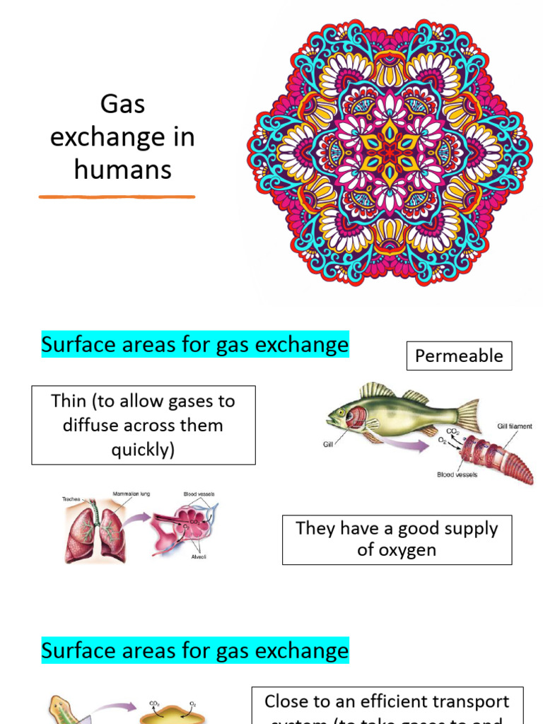 Gas exchange in humans- biology | PDF | Lung | Breathing