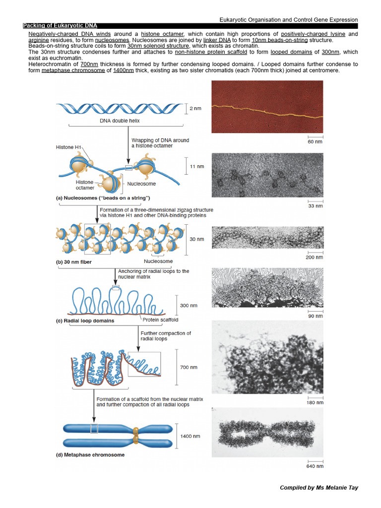 Eukaryotic Organisation and Control of Gene Expression Summary 2 | PDF ...