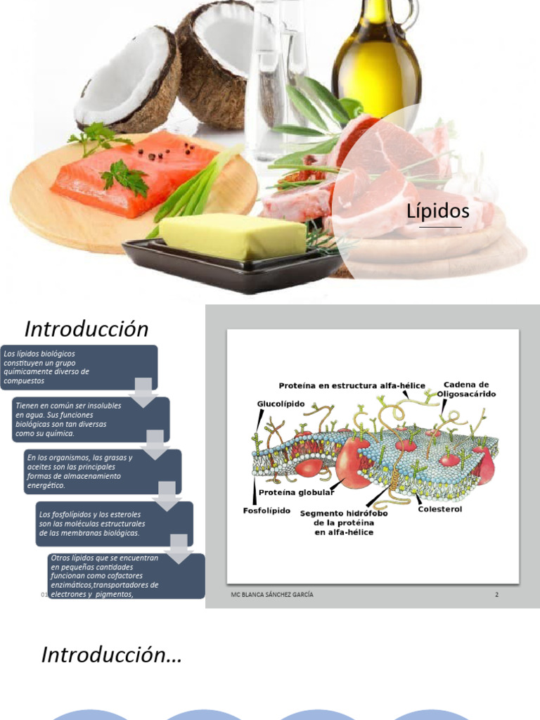 Clasificación y Funciones de Lípidos | PDF | Lípido | Ácido graso