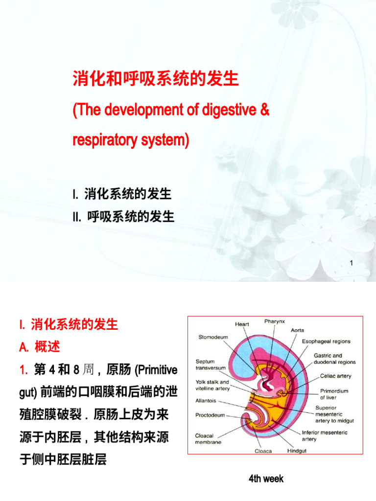 The Development of Digestive & Respiratory System | PDF