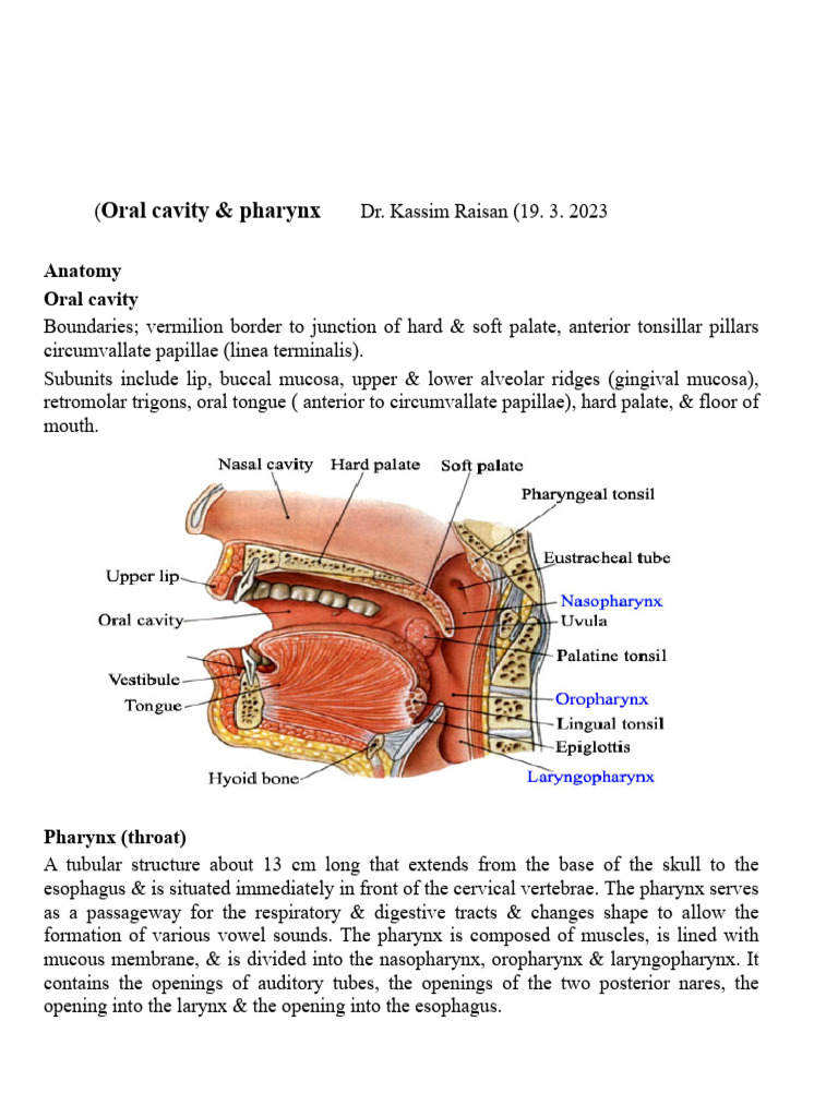 Pharynx Lec. No. 1 | PDF | Tongue | Medical Specialties