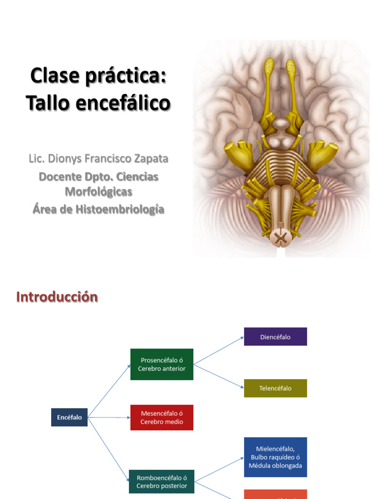 Clase Práctica Tallo Encefálico | PDF | Cerebro | Anatomía