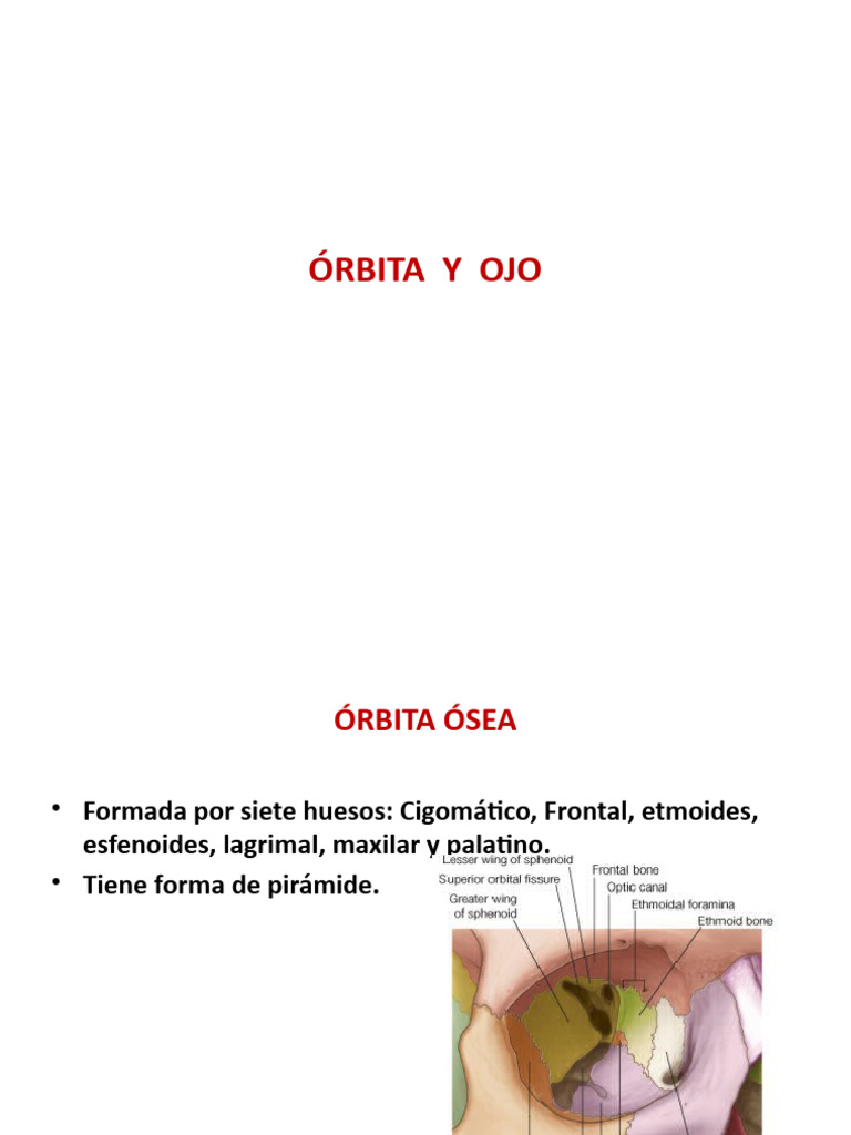 ÓRBITA Y OJO | PDF | Ojo humano | Anatomía humana