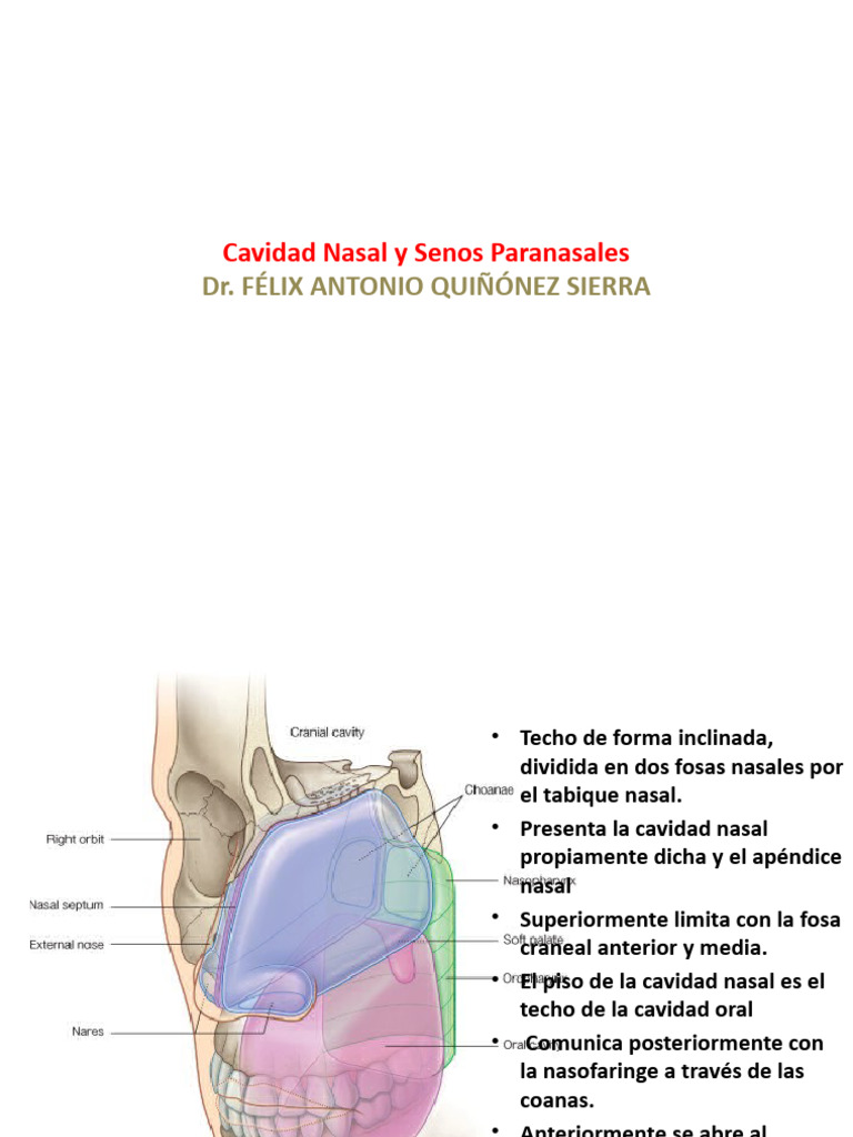 Cavidad Nasal y Senos Paranasales | PDF | Rasgos faciales | Cabeza y cuello humanos