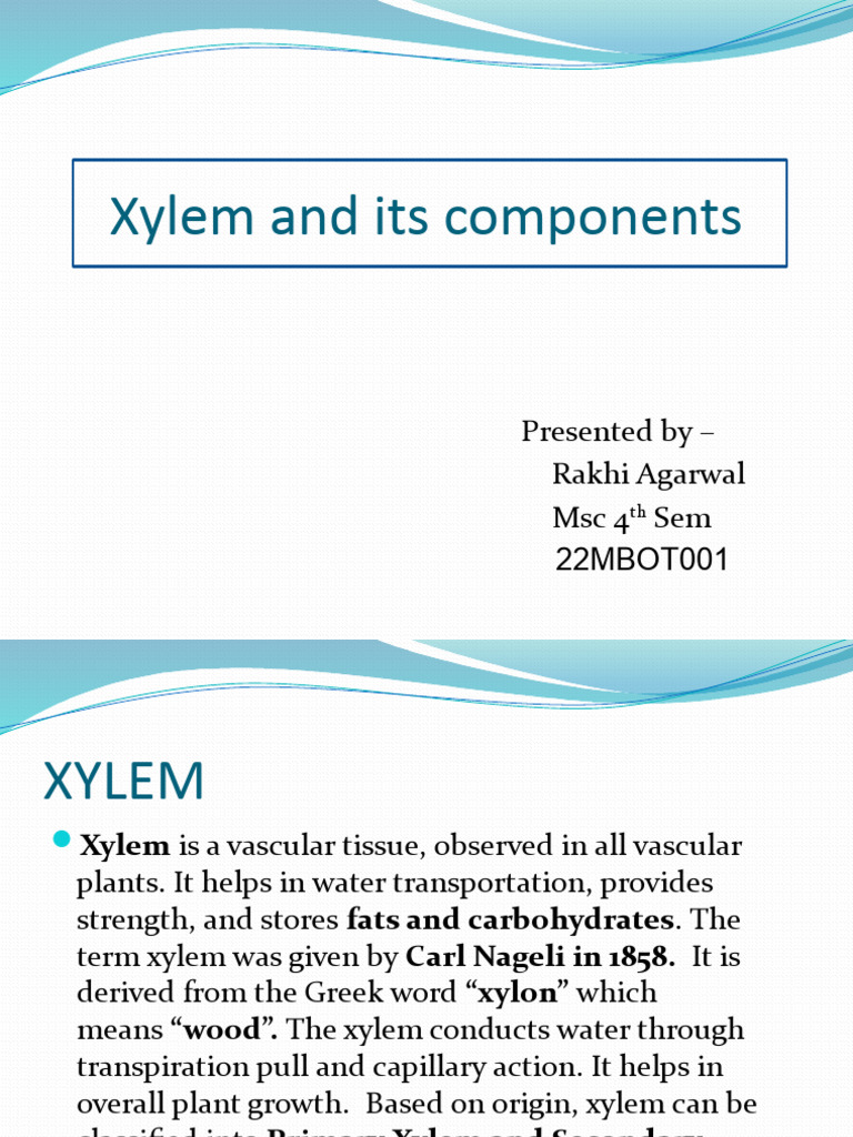 Xylem and Phloem | PDF | Tissue (Biology) | Branches Of Botany