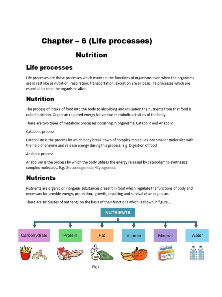 Life Processes (Nutrition) | PDF | Photosynthesis | Nutrition