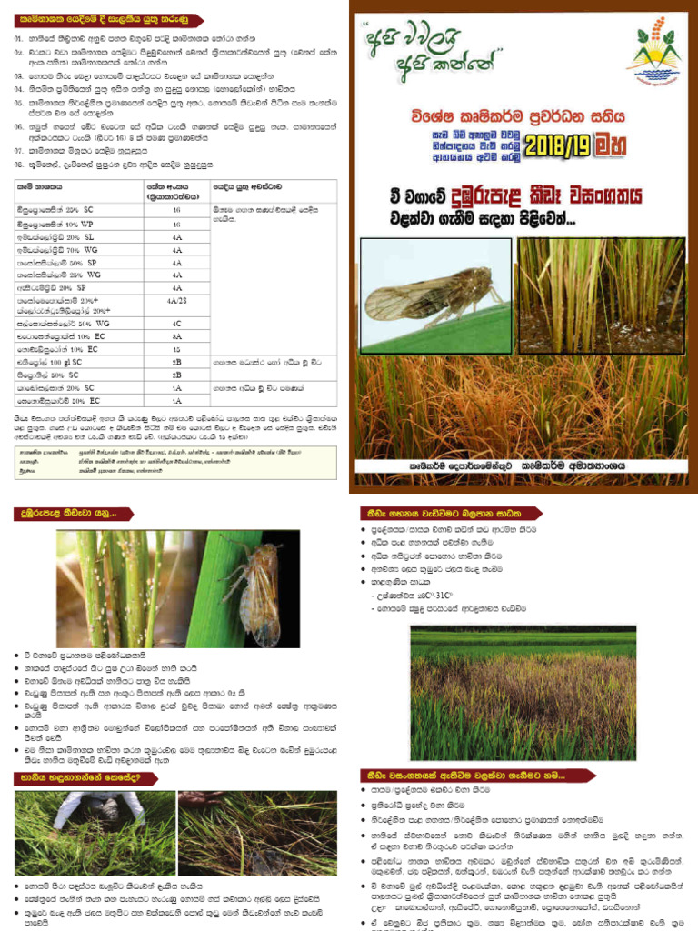 Paddy - 24. Measures To - Leaflet | PDF | Wellness | Lifestyle