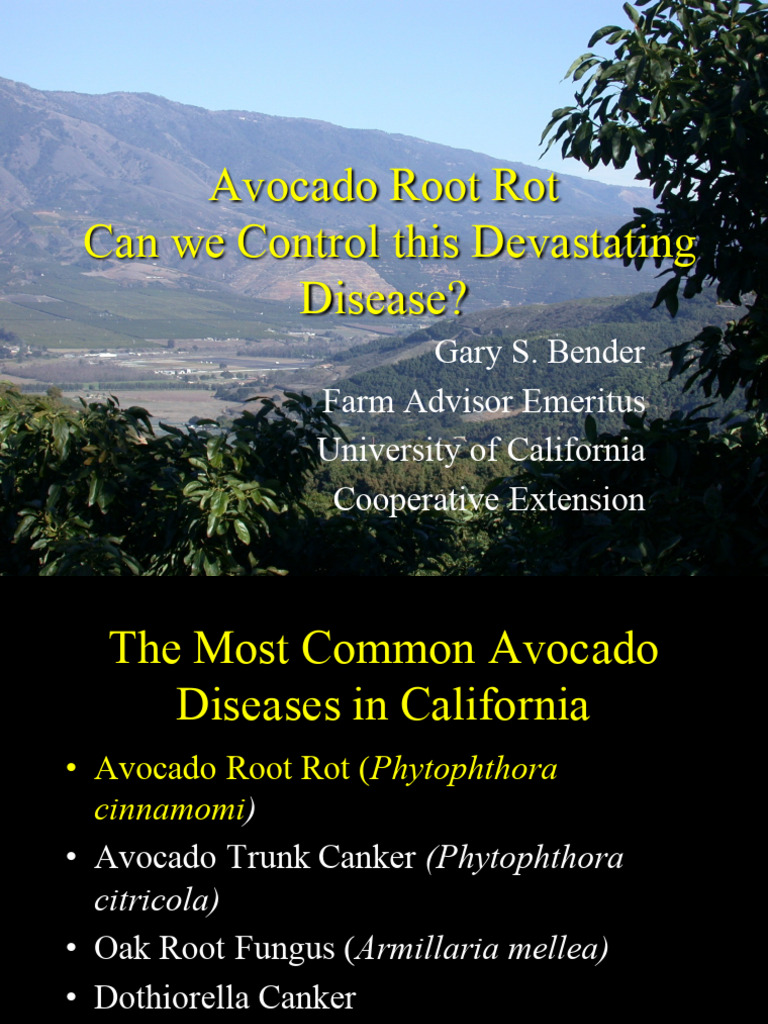Avocado Root Rot | PDF | Mulch | Trees