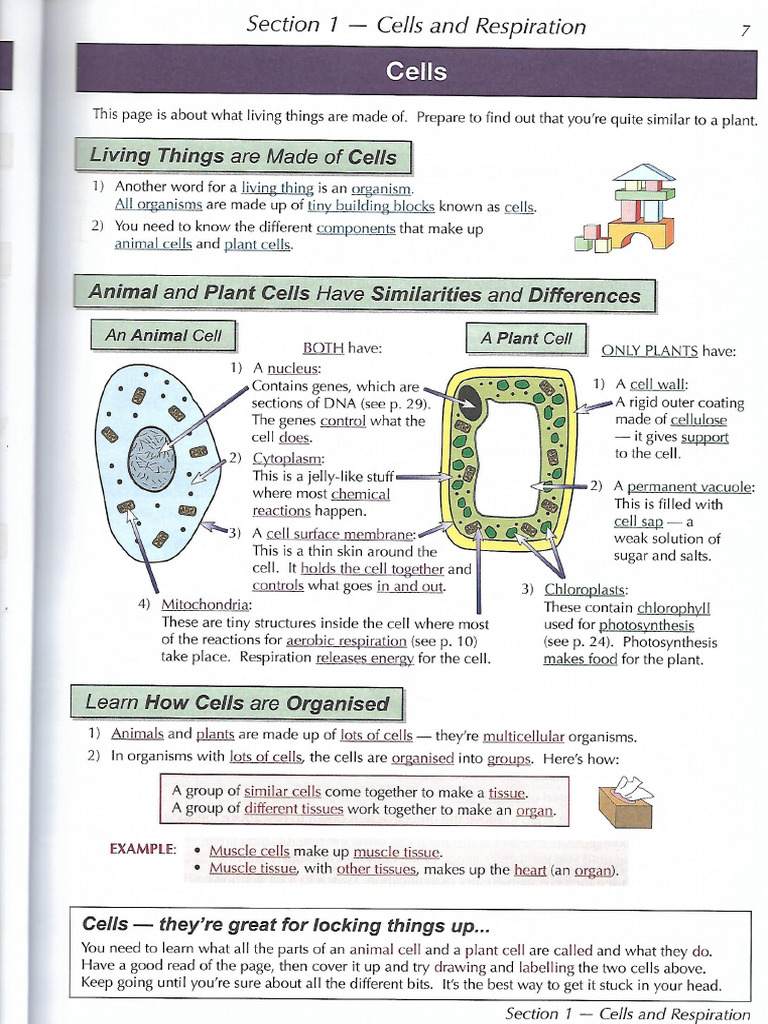 Cell Year 8 9 | PDF