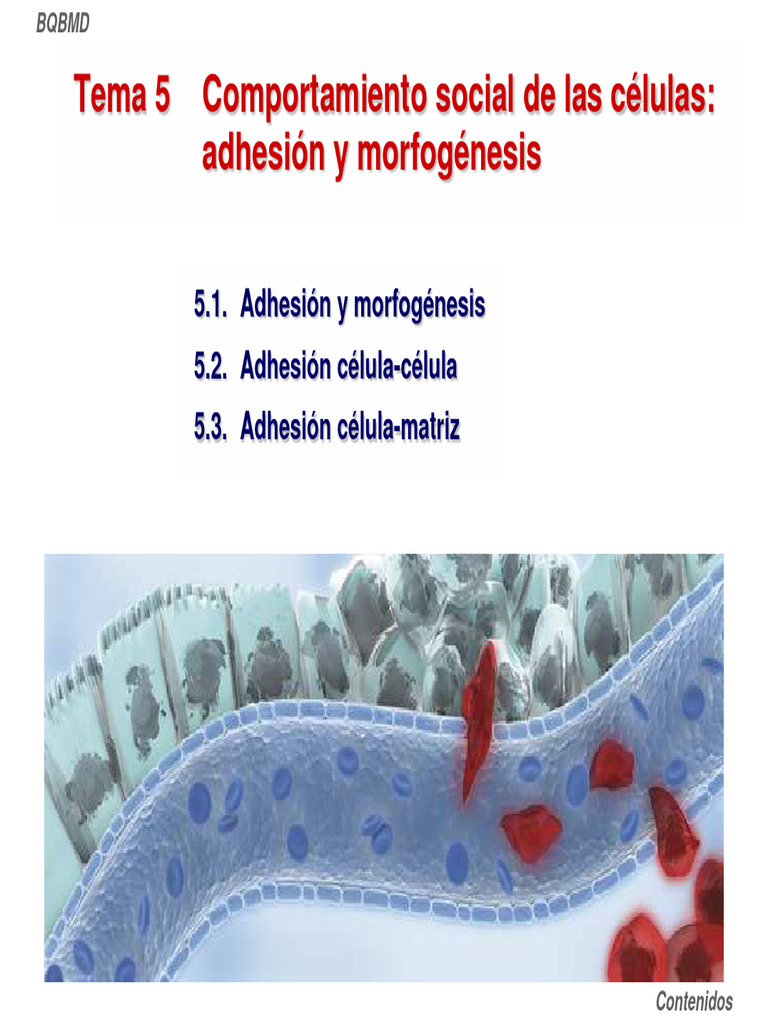 DiaposT5_BQBMD | PDF | Adhesión celular | Morfogénesis