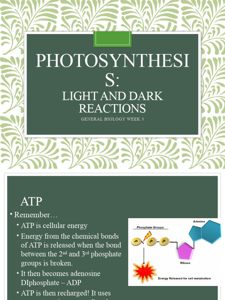 General Biology Light and Dark Reaction of Photosynthesis | PDF ...