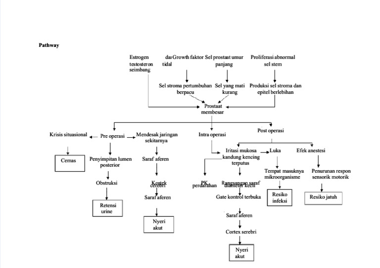 PDF Pathway BPH - Compress | PDF