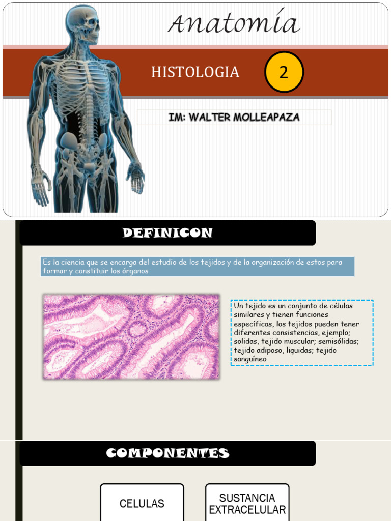 Introducción a la Histología y Tejidos | PDF | Epitelio | Anatomía