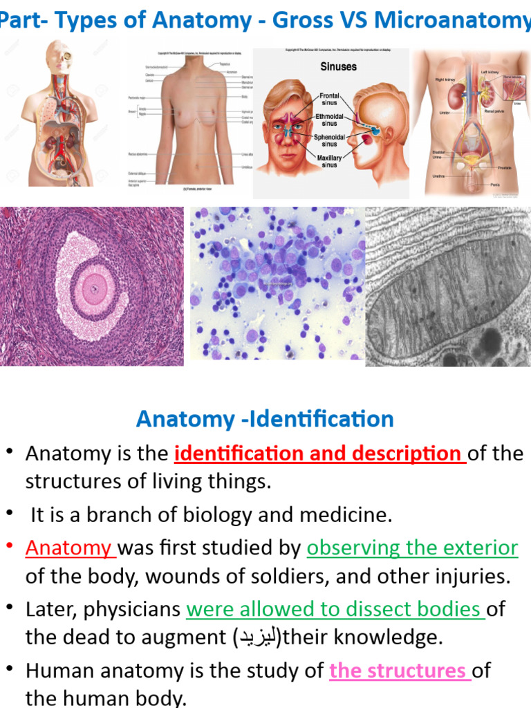 Part 1 - Types of Anatomy - Gross Vs Micro Anatomy | PDF | Histology ...