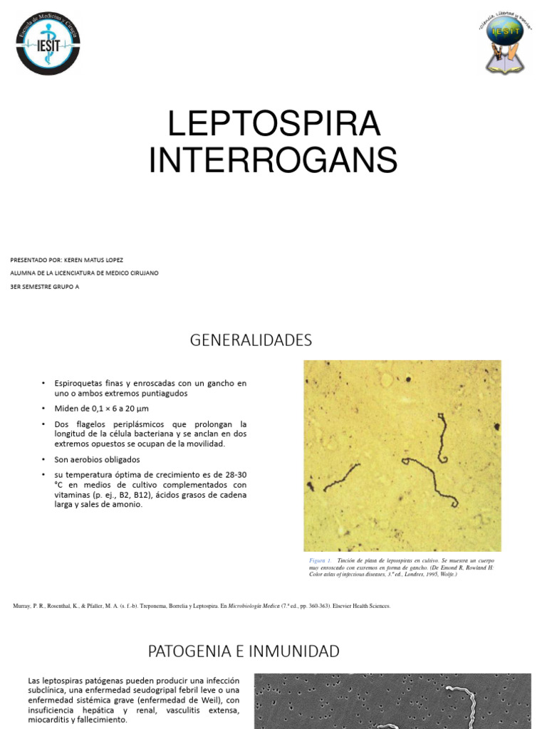 Leptospira Interrogans | PDF | Enfermedades y trastornos | Epidemiología