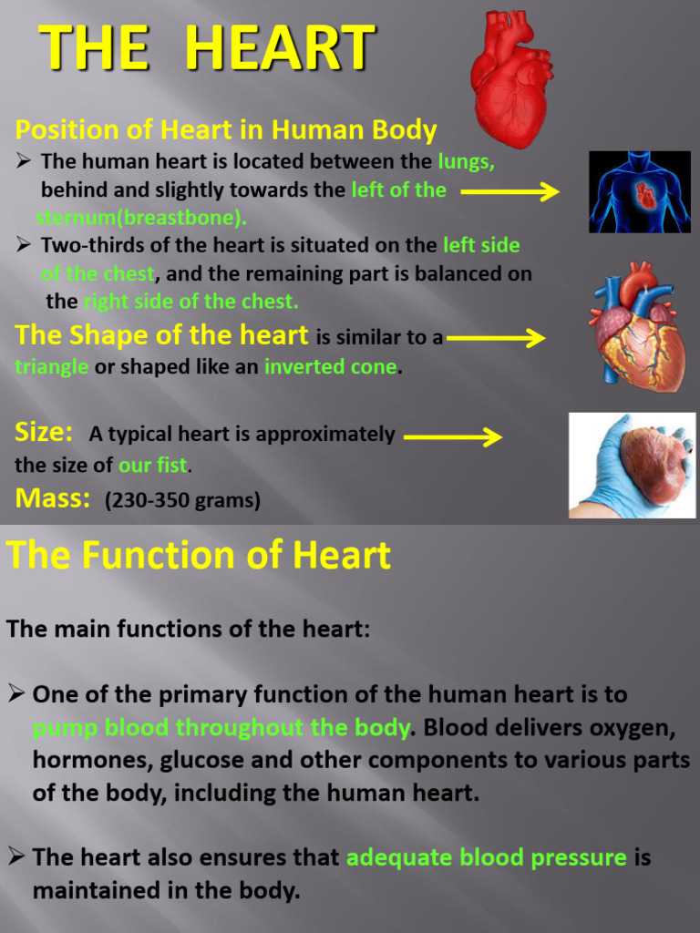 Structure of Heart To Send | PDF | Heart Valve | Heart