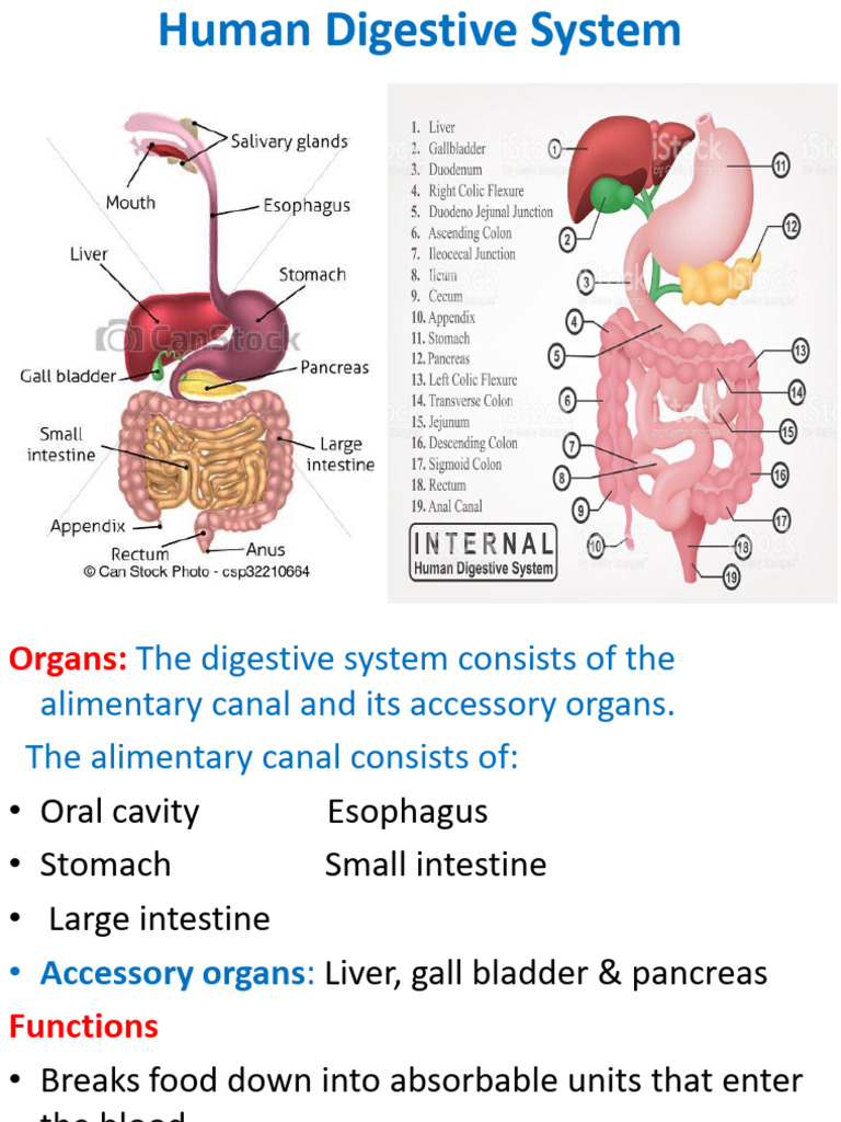 Part 8 - Anatomy of Human Digestive System - Updated | PDF ...