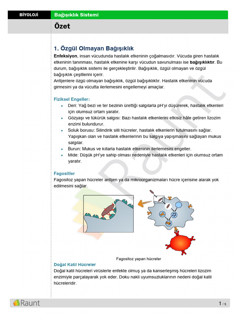Bagisiklik Sistemi Ozet Raunt | PDF