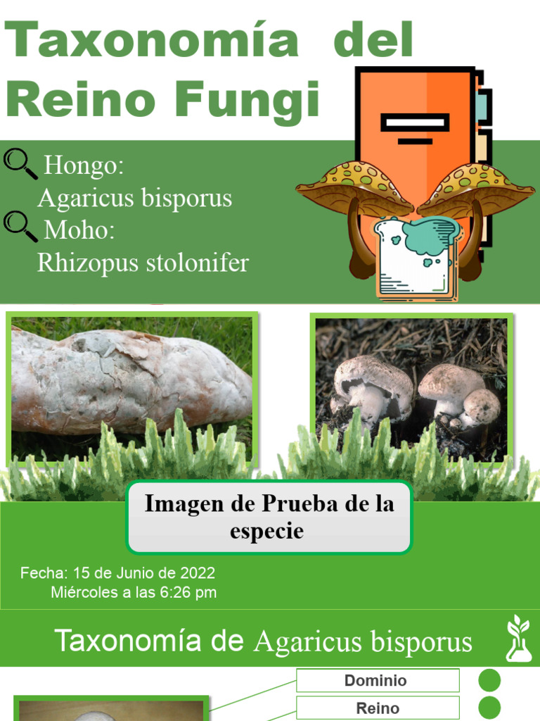 Taxonomia Reino Fungi | Descargar gratis PDF | Hongo | Biología